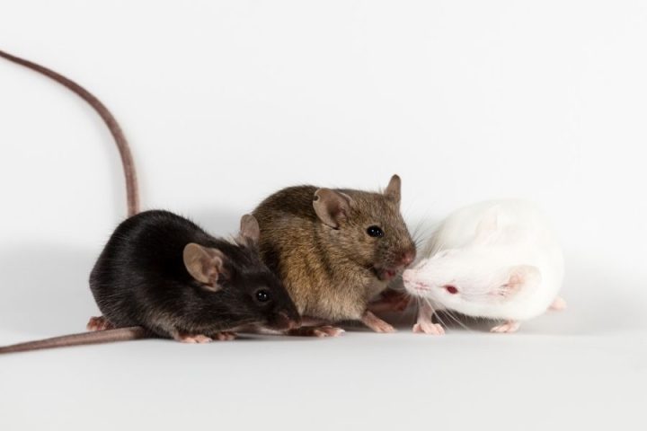 How To Keep Mice Out Of Air Conditioner Condenser? - IndoorClime